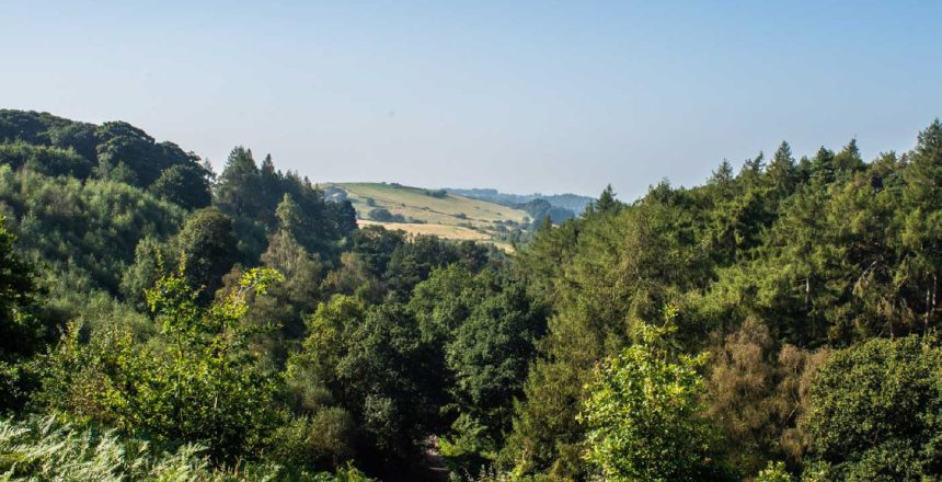 Tree diseases prevalent in Europe – QTRA